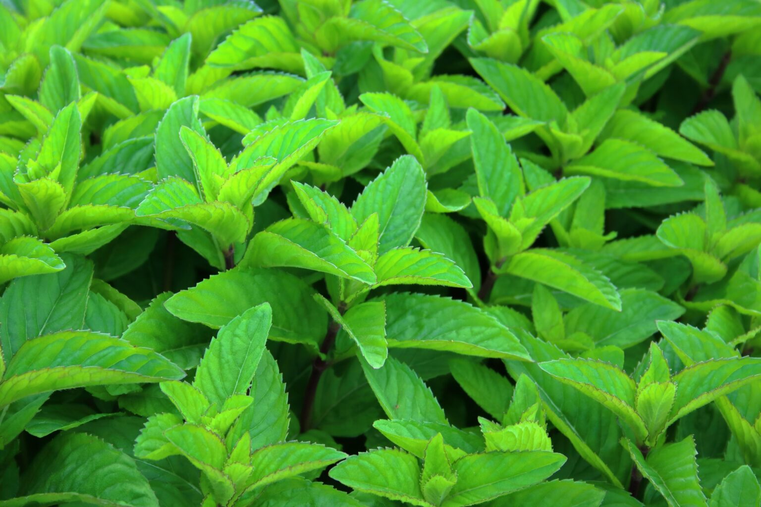 ミントを育ててゴキブリ対策！室内・ベランダでできる簡単防虫ガイド - FARM NAVI（ファームナビ）