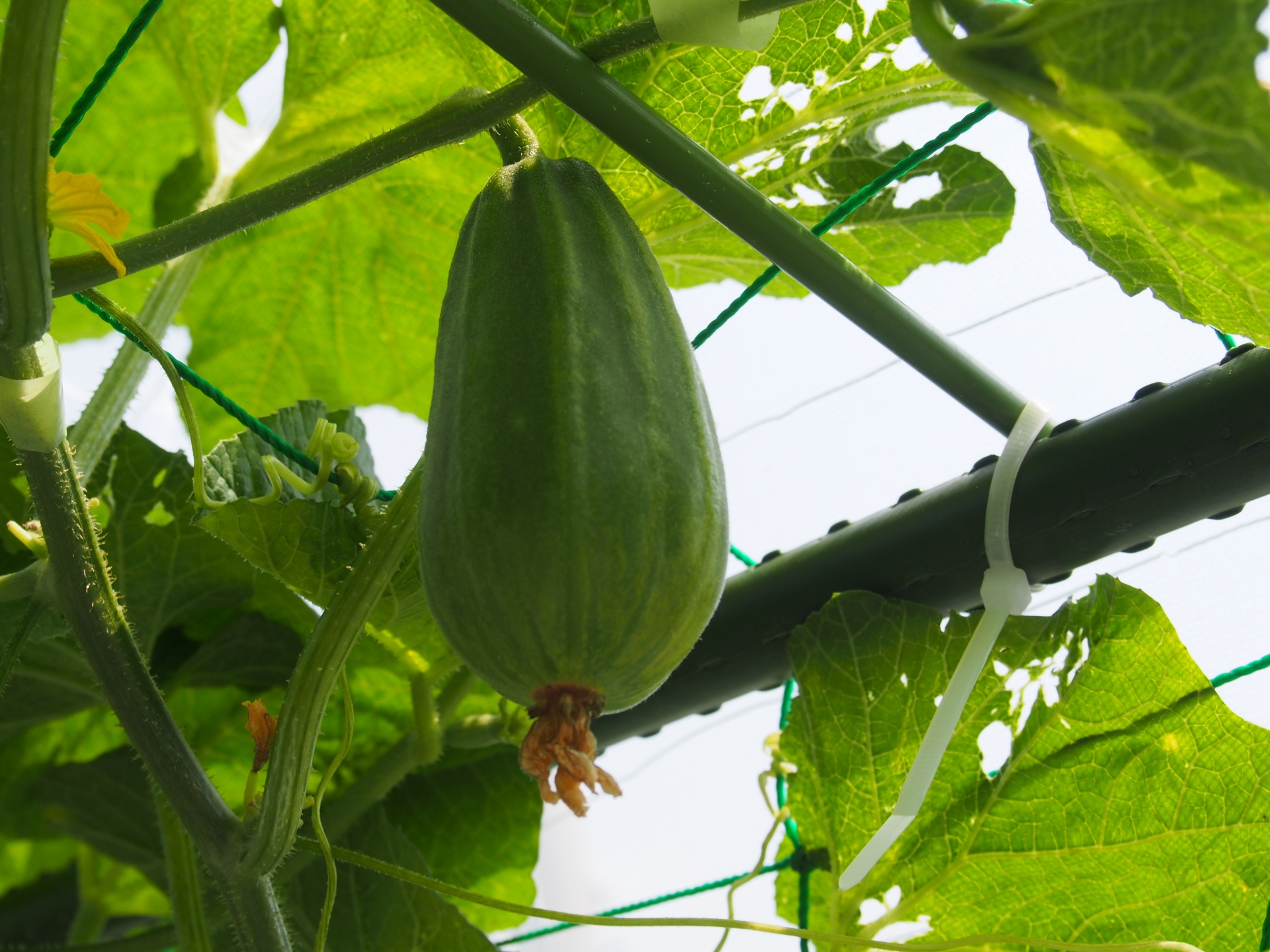 マクワウリのプランター栽培ガイド｜初心者でも育てやすい甘い果実の育て方 - FARM NAVI（ファームナビ）